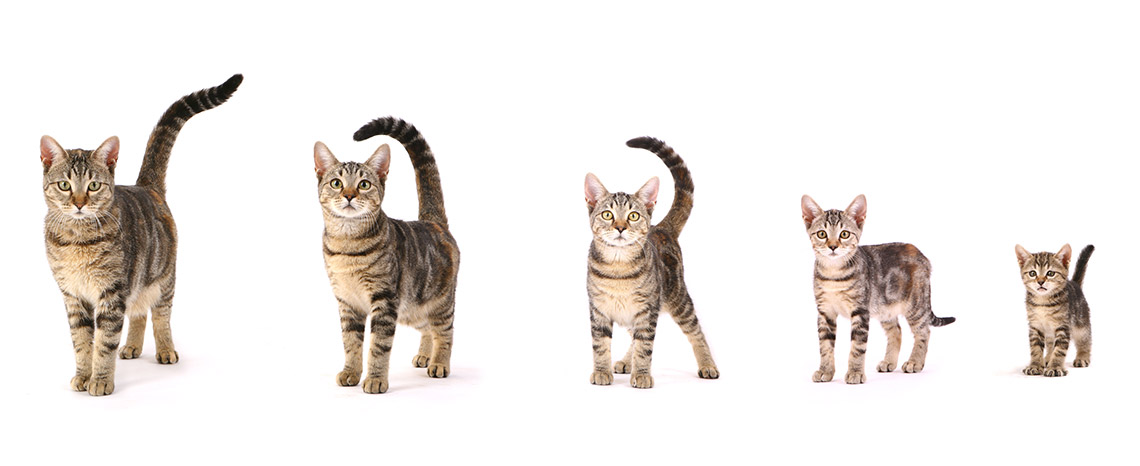 A quel âge un chat est adulte ? - Blog Junglevet