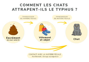 Le typhus du chat : causes, symptômes & traitements - Blog Junglevet