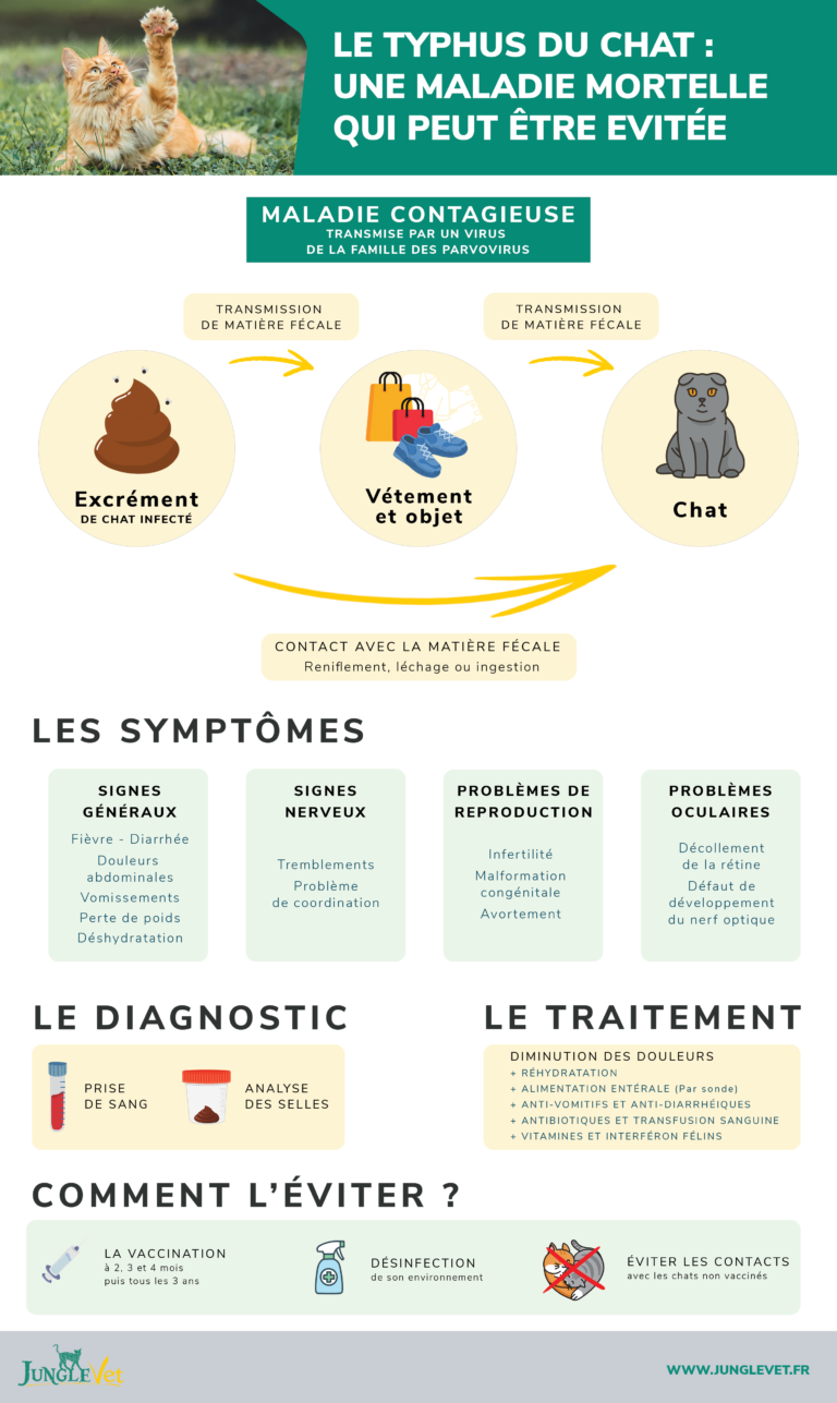 Maladies Infectieuses Du Chat – Toutes Les Maladies Du Chat – QGWR